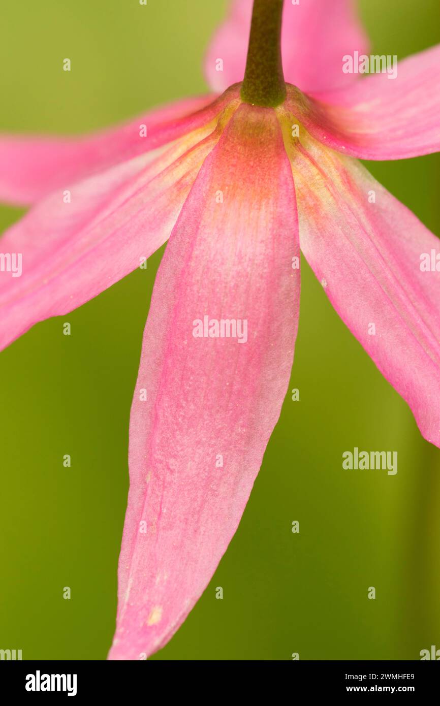 Pink fawn lily (Erythronium revolutum), Saddle Mountain State Park ...