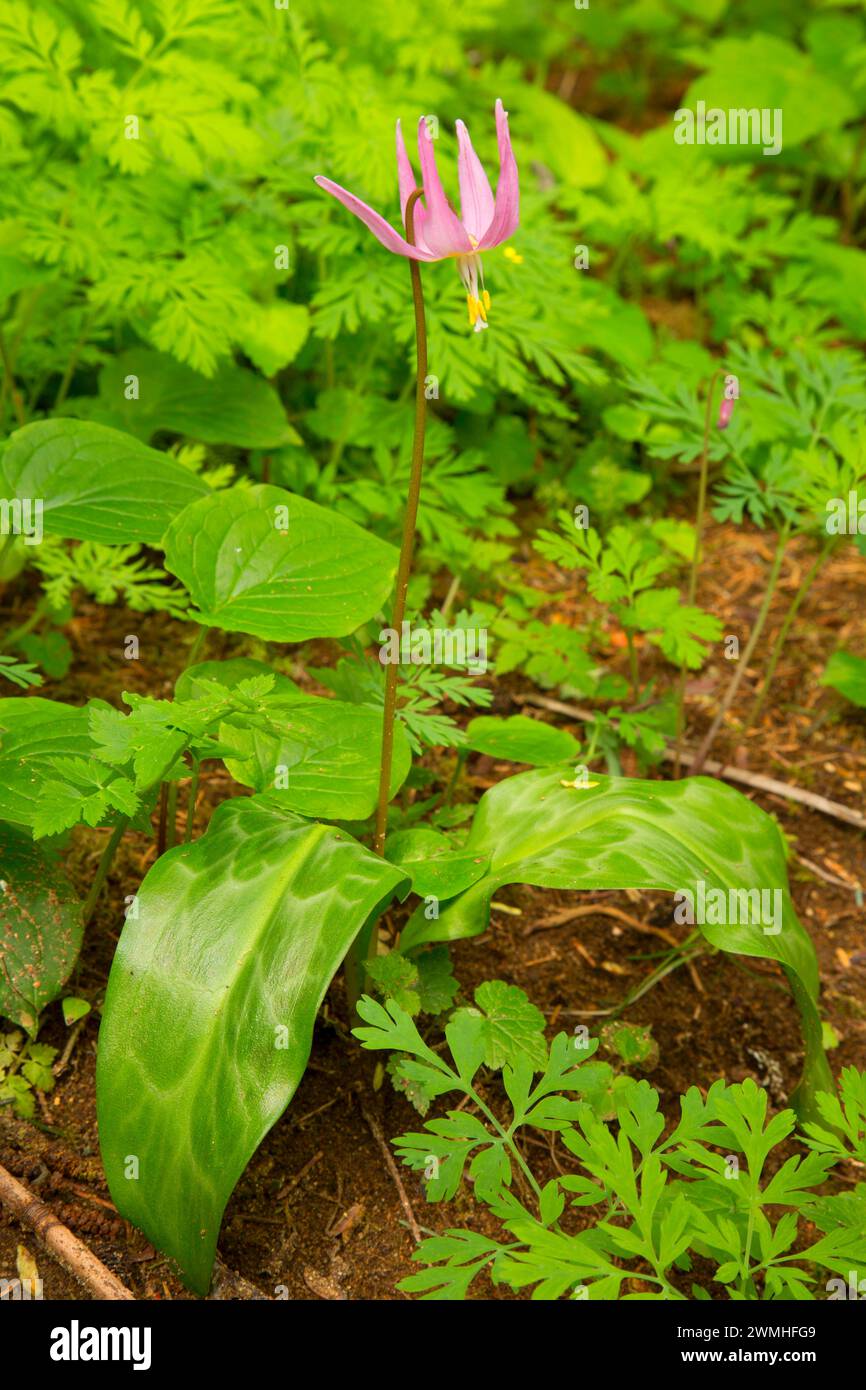 Pink fawn lily (Erythronium revolutum), Nehalem Fish Hatchery, Oregon ...