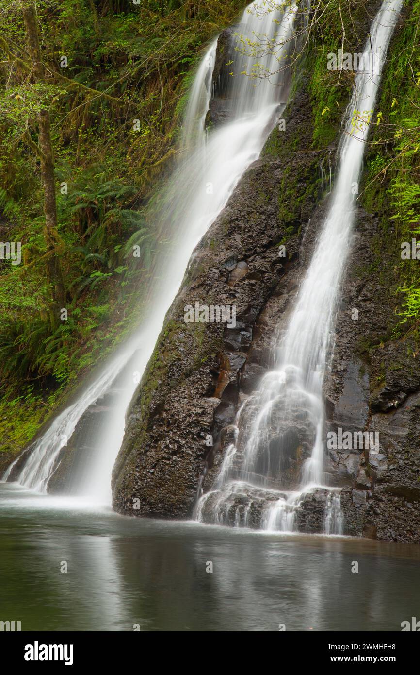 Umbrella fish hi-res stock photography and images - Alamy