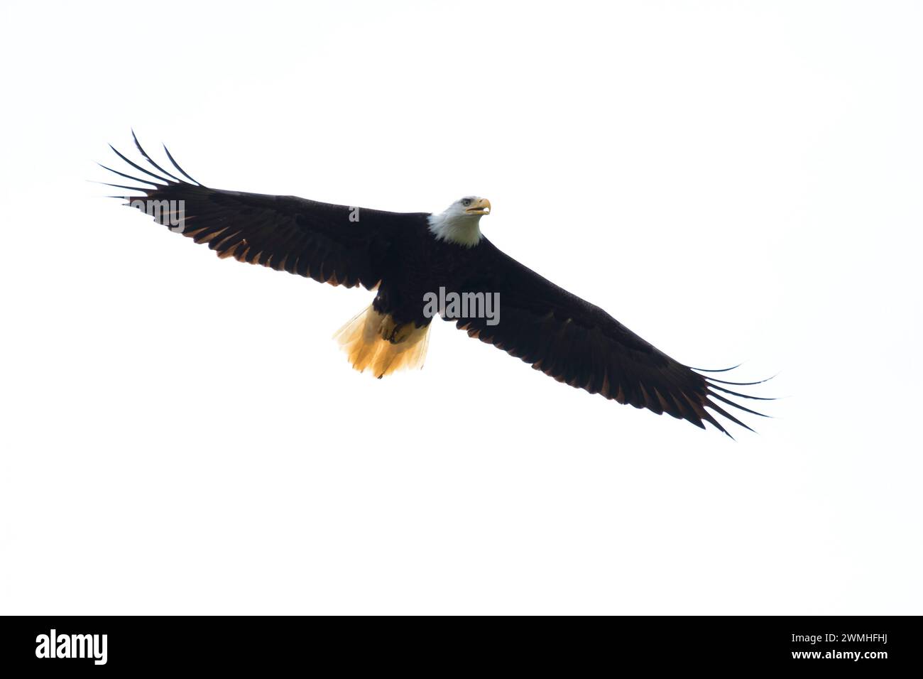 Bald eagle (Haliaeetus leucocephalus), Nehalem Fish Hatchery, Oregon ...