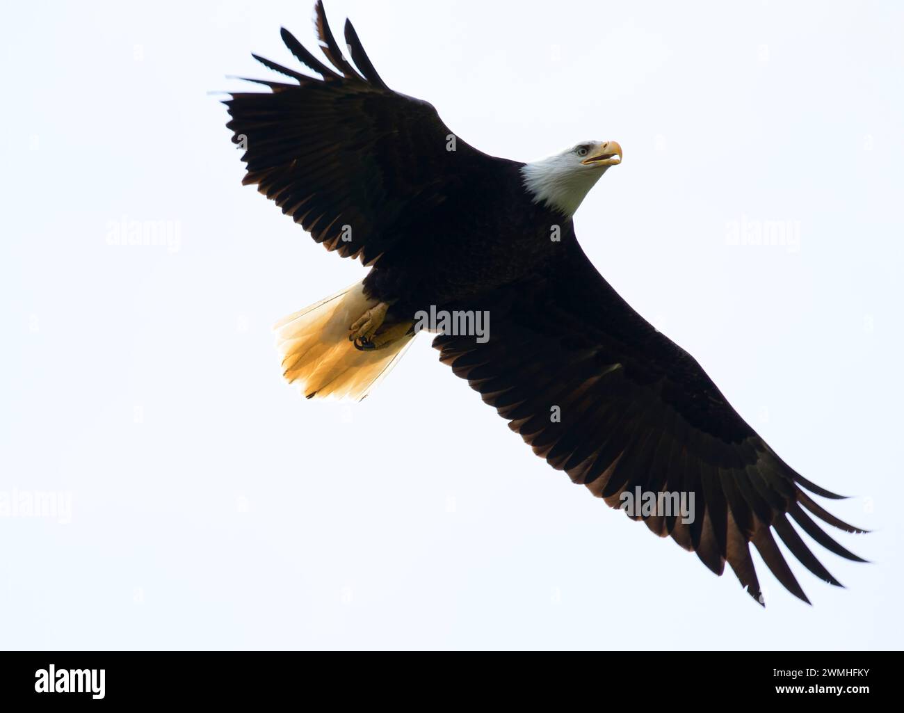 Bald eagle (Haliaeetus leucocephalus), Nehalem Fish Hatchery, Oregon ...