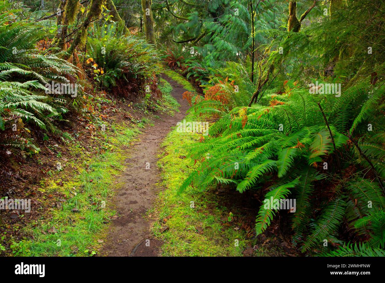 Nehalem falls campground hi-res stock photography and images - Alamy