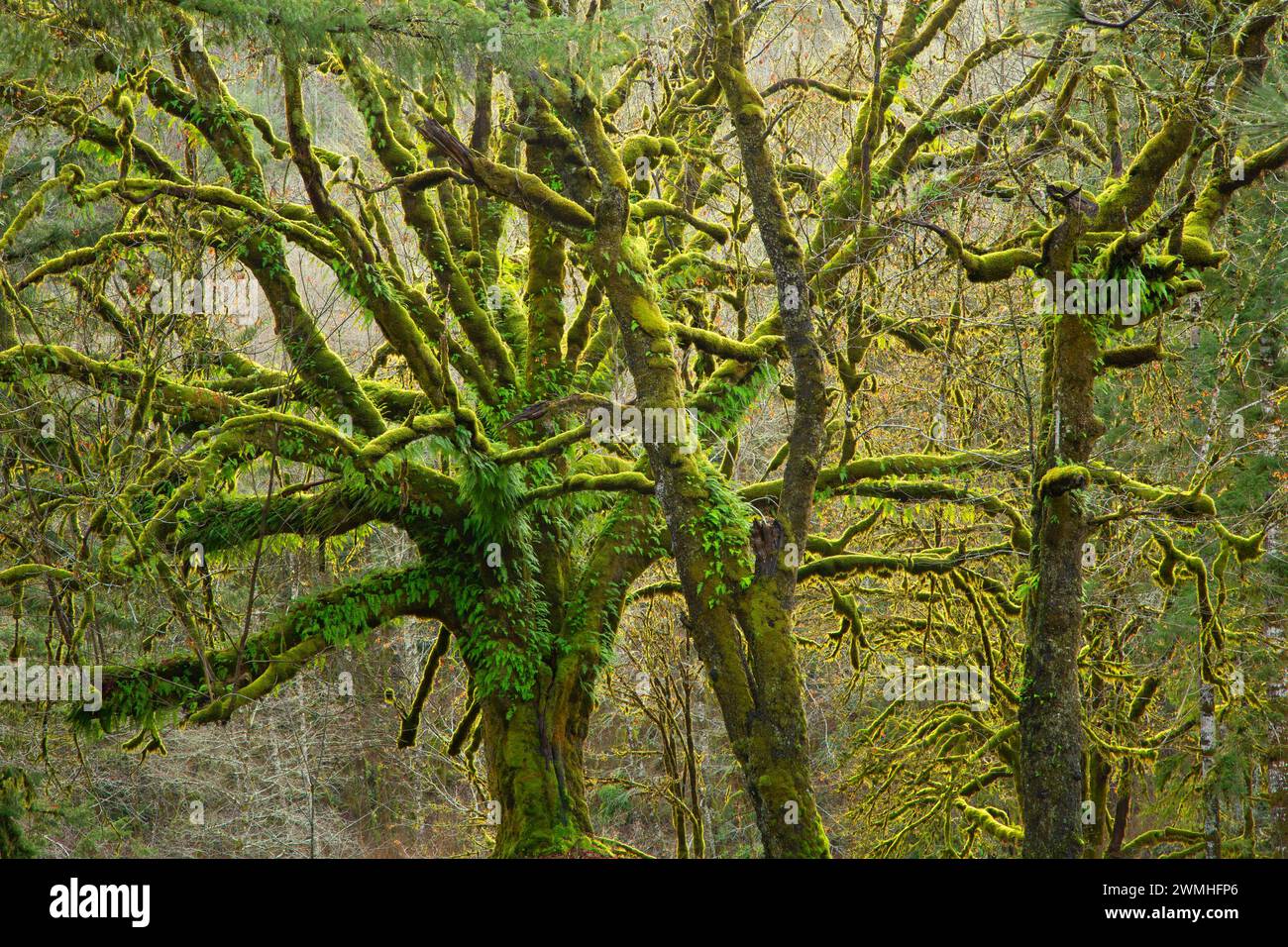 Oregon river trask hi-res stock photography and images - Alamy