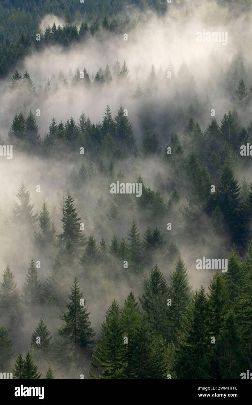 Forest fog, Tillamook State Forest, Oregon Stock Photo - Alamy
