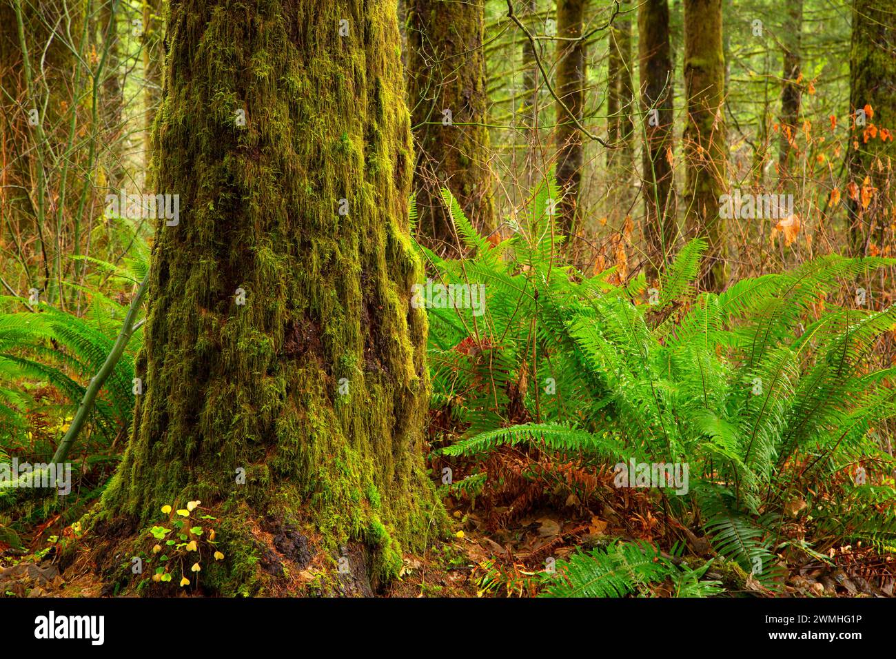 Jones creek campground hi-res stock photography and images - Alamy