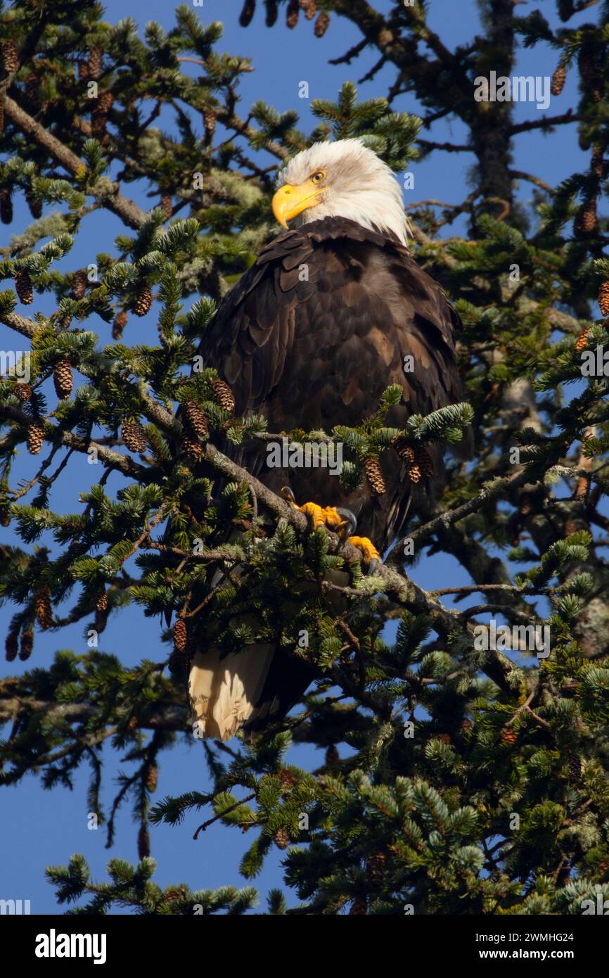 Bald eagle (Haliaeetus leucocephalus) at Salmon River estuary, Cascade ...