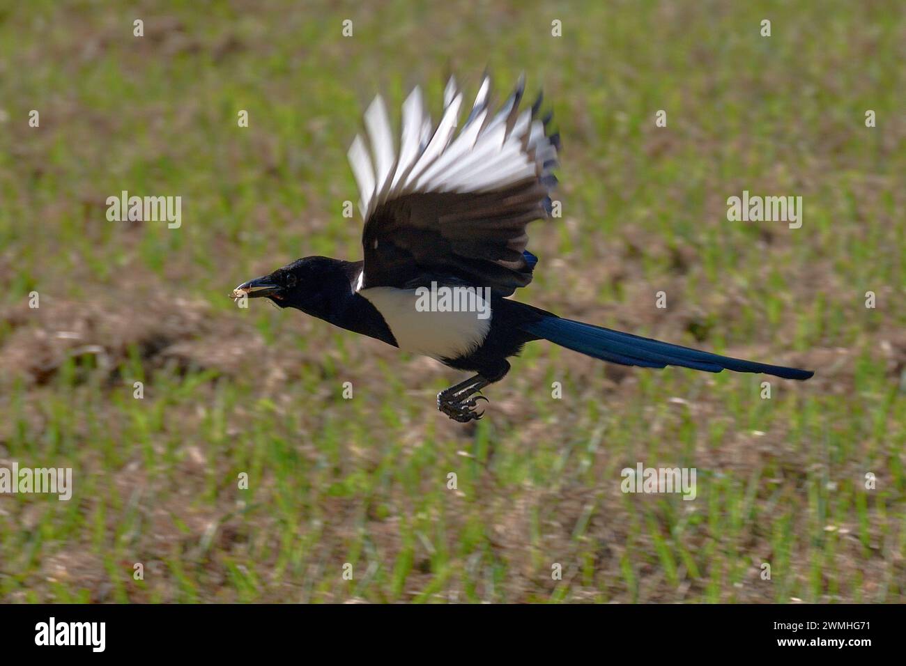 Magpie flight wings hi-res stock photography and images - Alamy