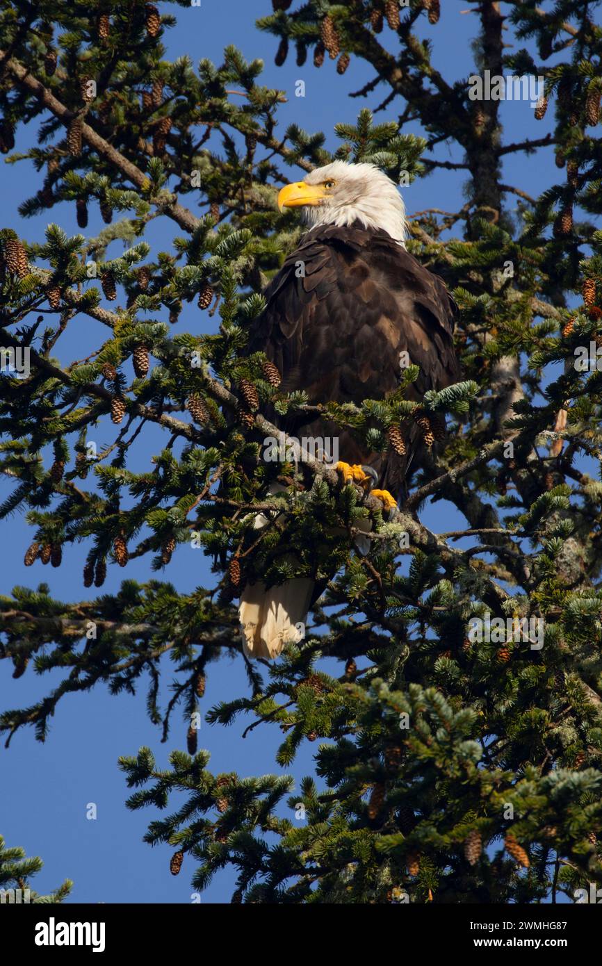 Haliaeetus head hi-res stock photography and images - Alamy