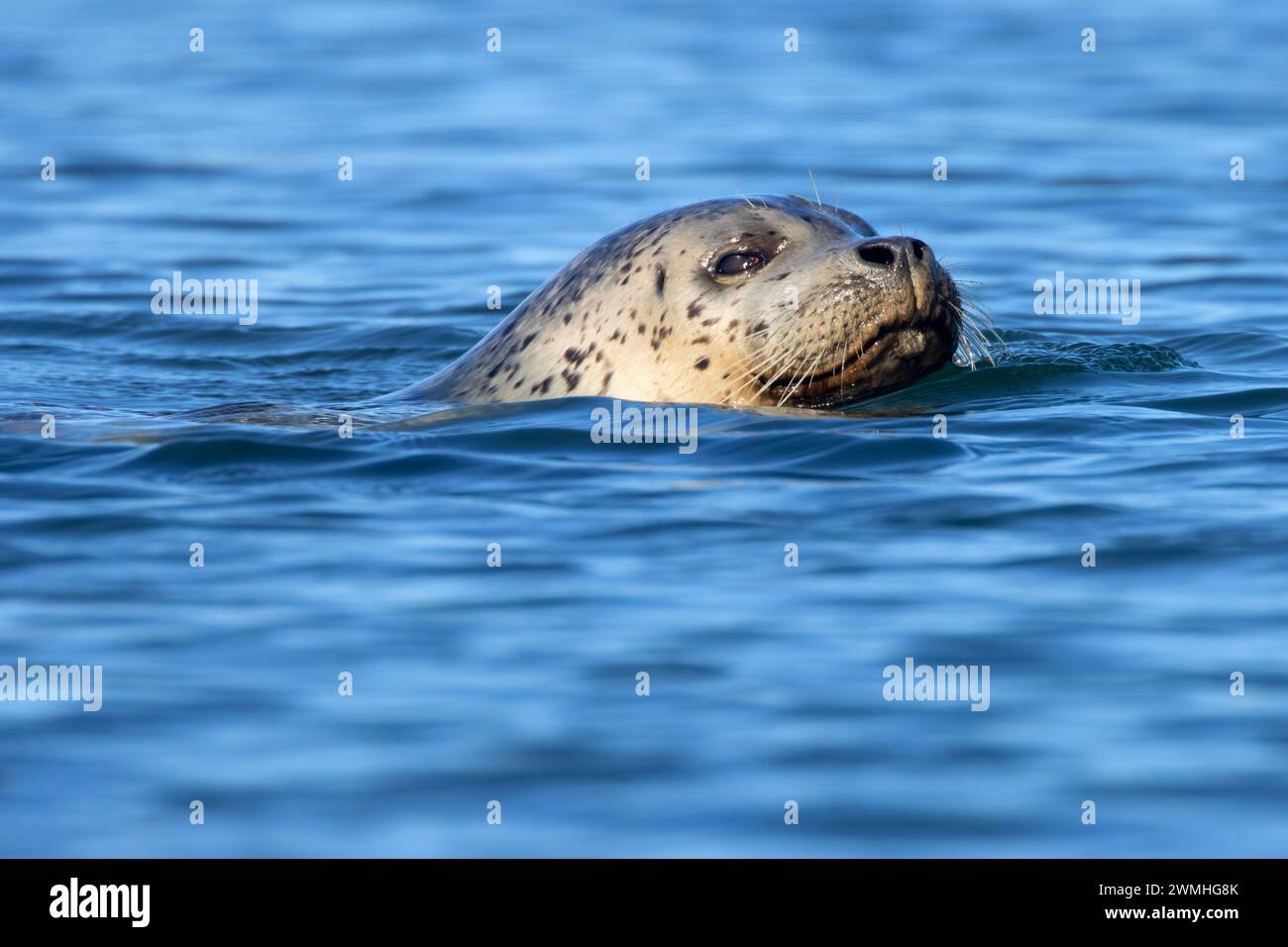 Knight area hi-res stock photography and images - Alamy