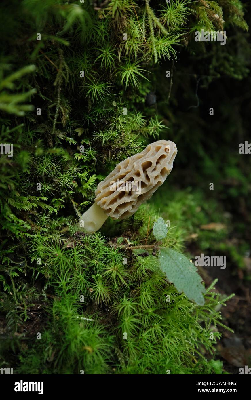 Common, edible, morel mushroom, Morchella conica, nestled in a forest ...