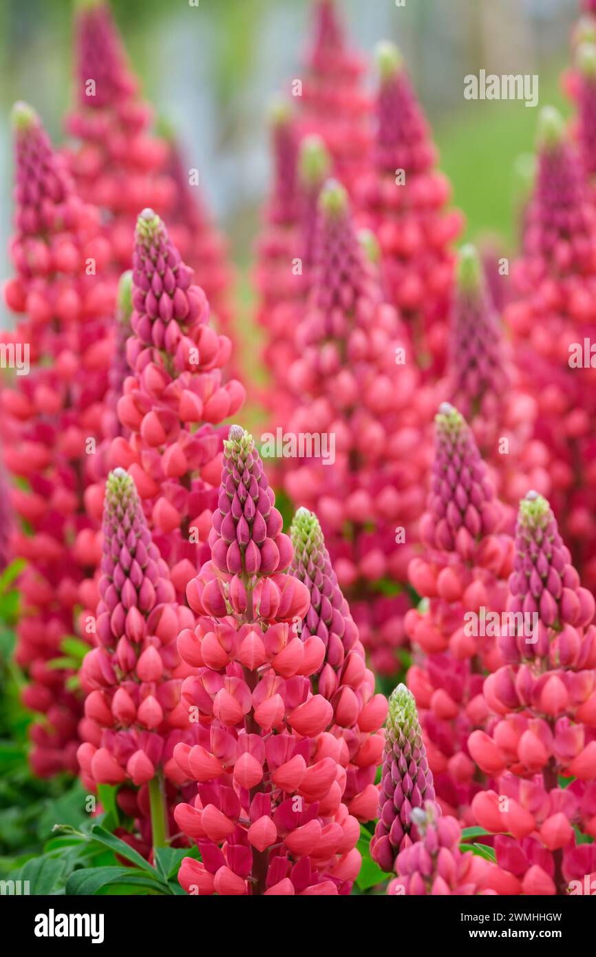 Lupinus Red Rum, lupin Red Rum, deep rose-red flowers, flecked with ...