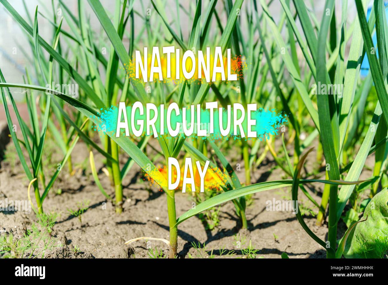 Green young crops with the text National Agriculture Day superimposed ...