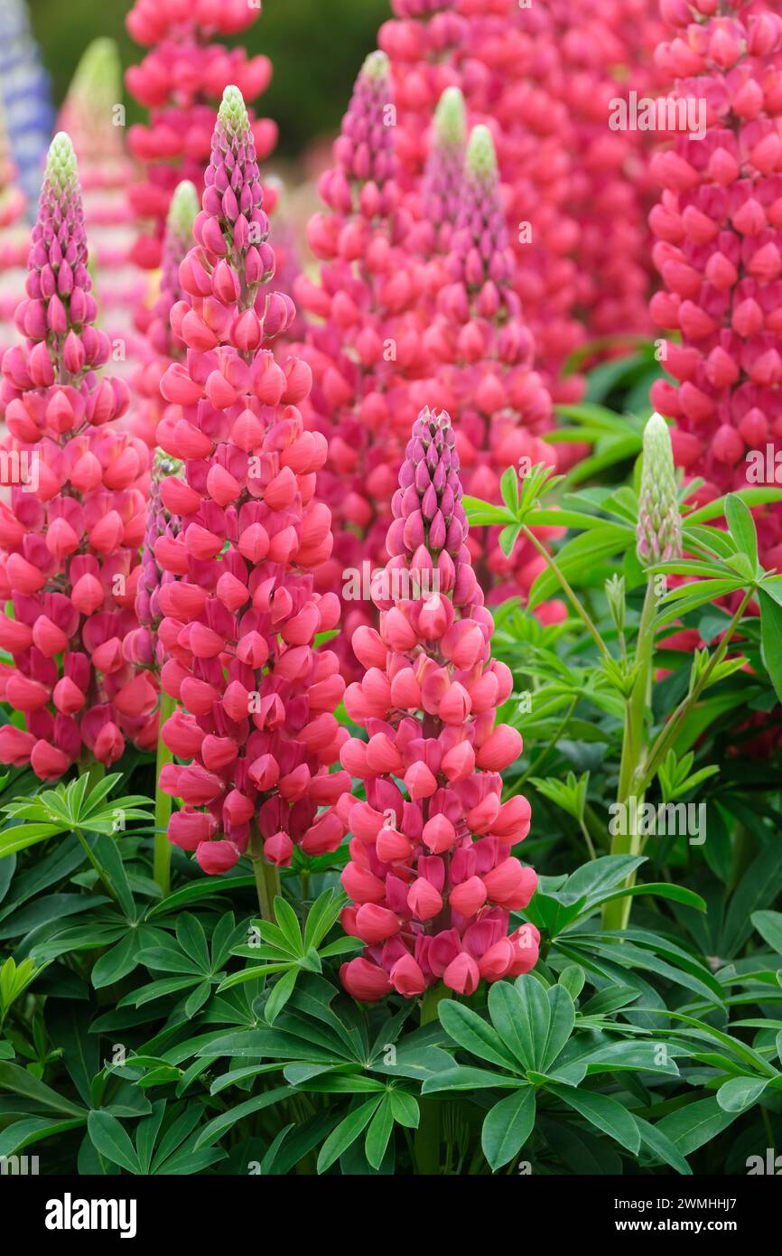 Lupin red rum hi-res stock photography and images - Alamy
