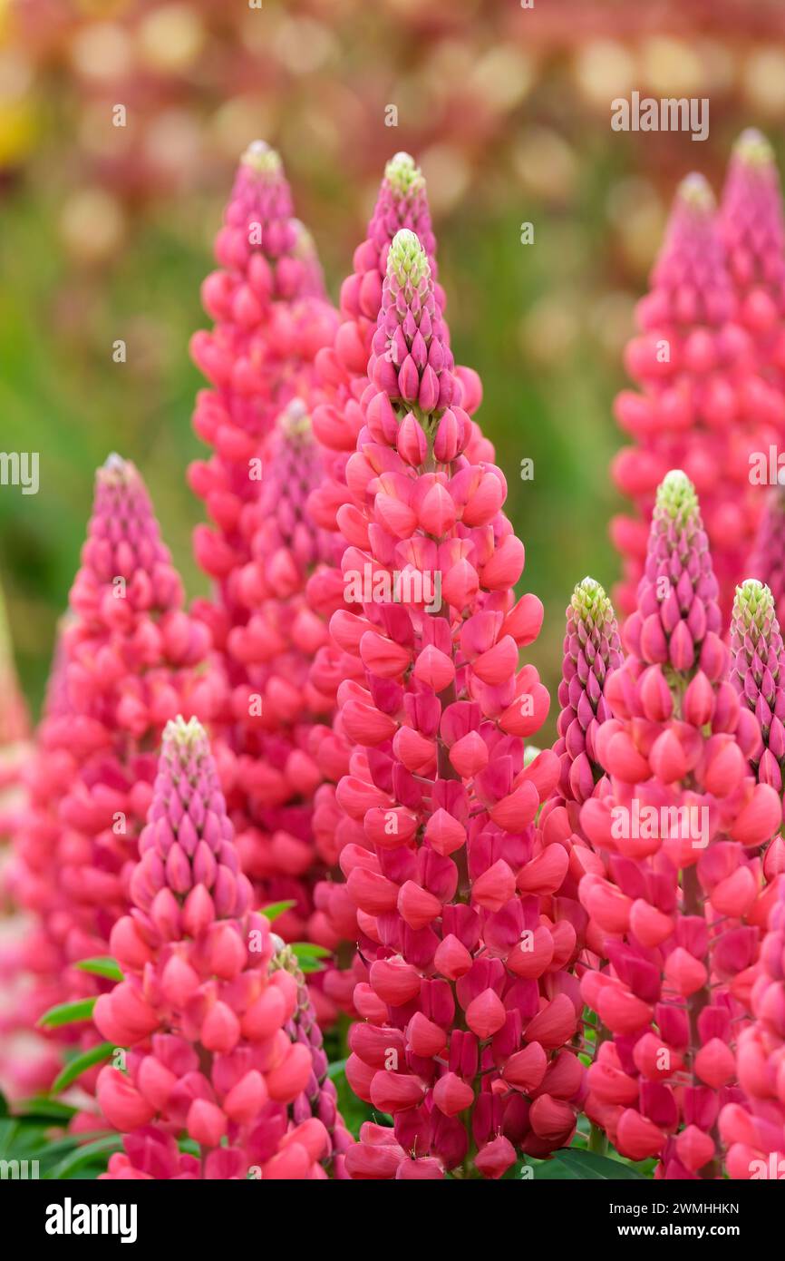 Lupinus Red Rum, lupin Red Rum, deep rose-red flowers, flecked with ...