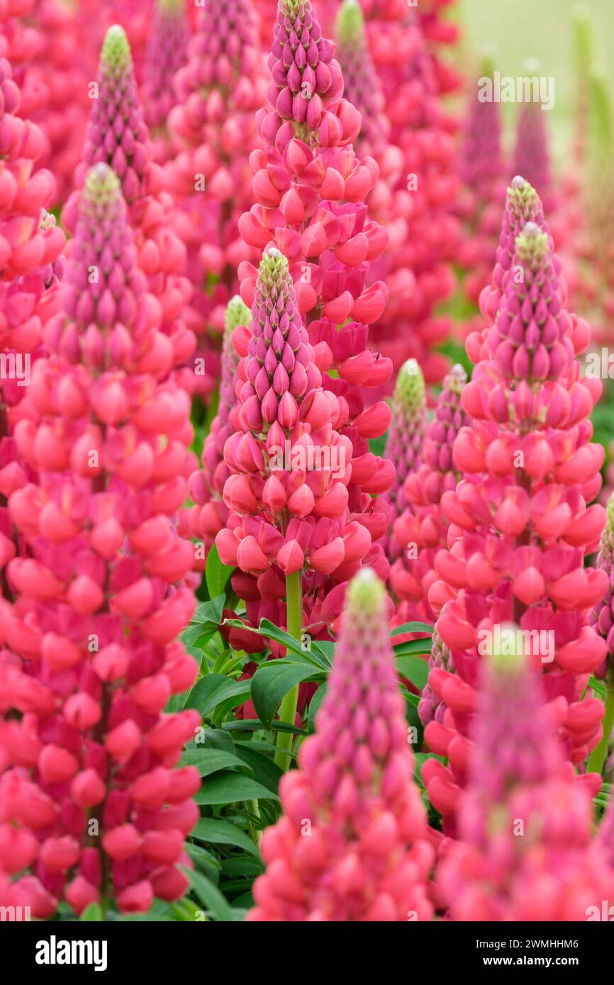 Lupinus Red Rum, lupin Red Rum, deep rose-red flowers, flecked with ...