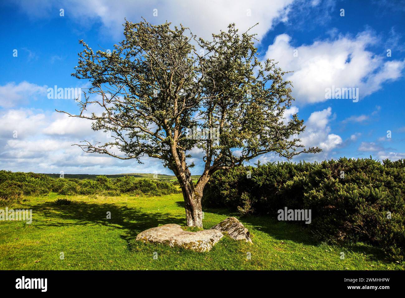 Alone tree on moor hi-res stock photography and images - Alamy