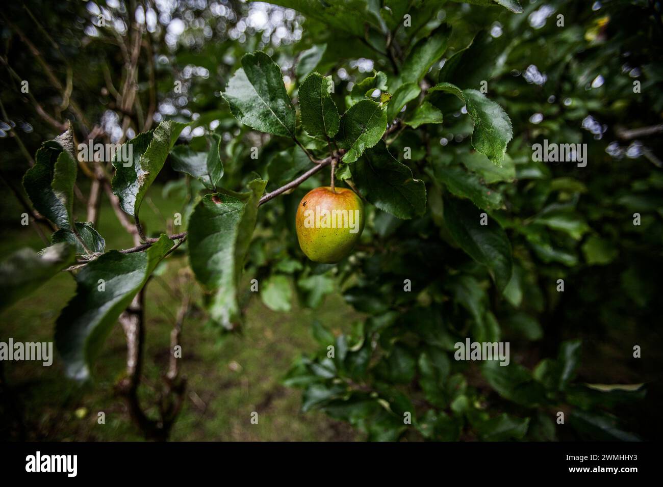 Spotlight on apple hi-res stock photography and images - Alamy