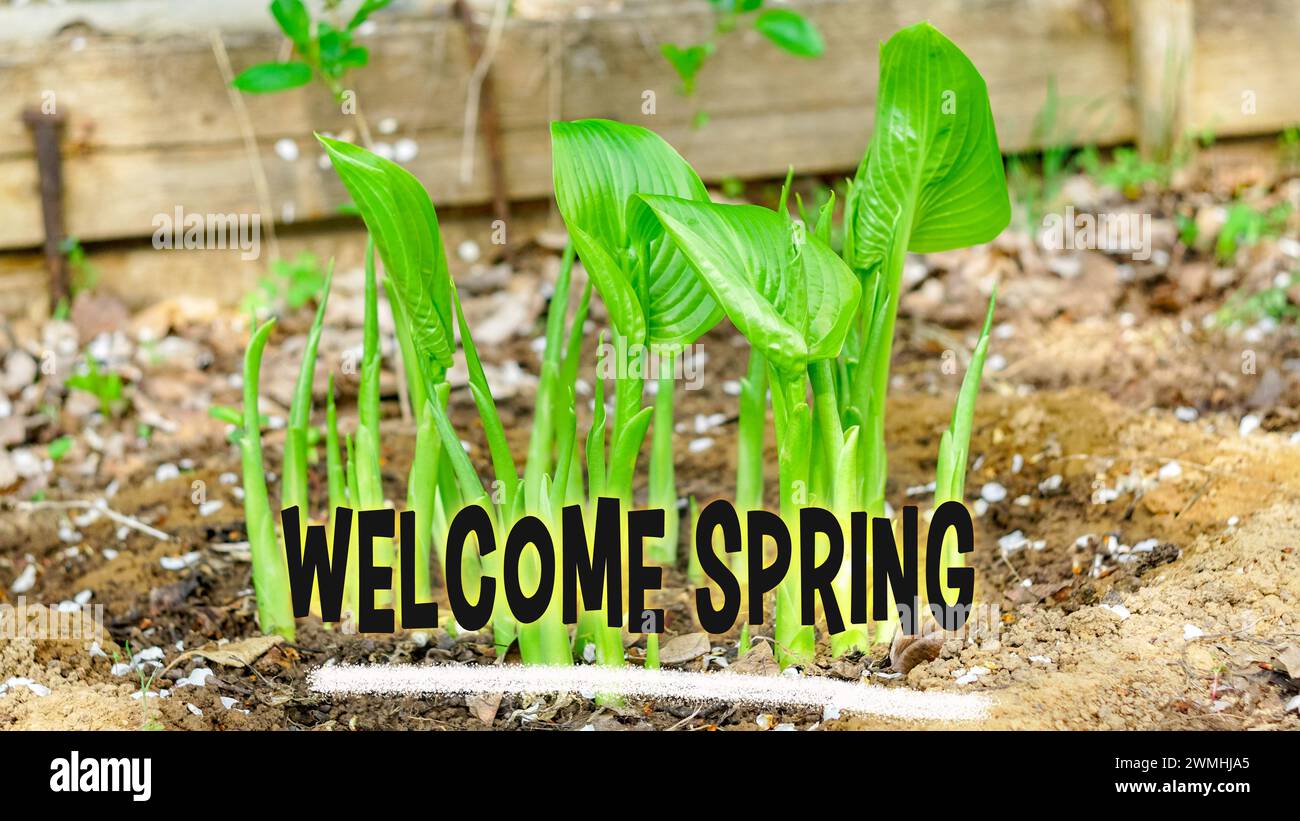 Seedlings emerge from the rich soil of a garden bed, heralding the ...