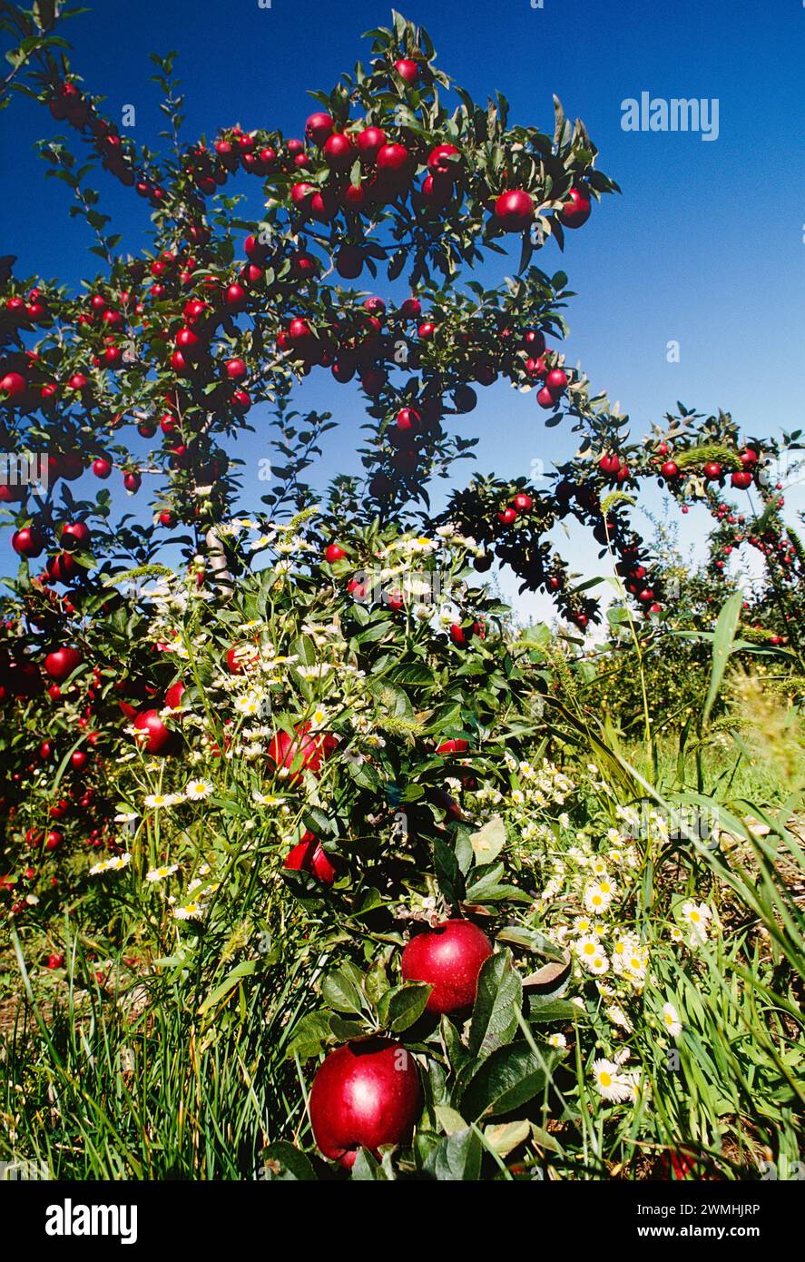 Pennsylvania scenic apple trees hi-res stock photography and images - Alamy