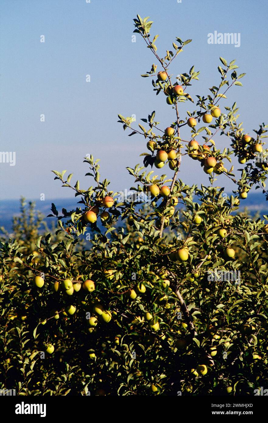 Pennsylvania scenic apple trees hi-res stock photography and images - Alamy