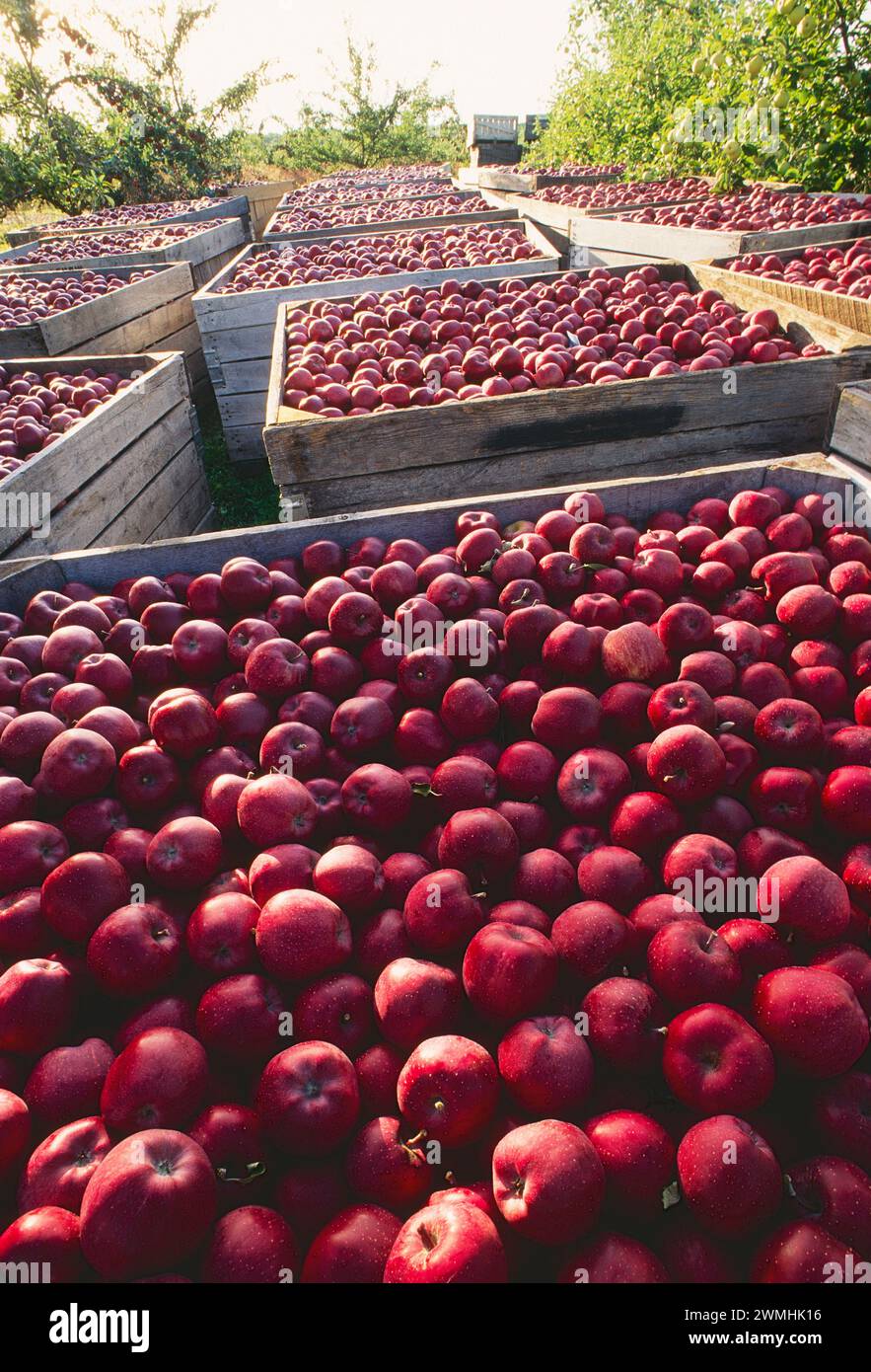 Pennsylvania scenic apple trees hi-res stock photography and images - Alamy
