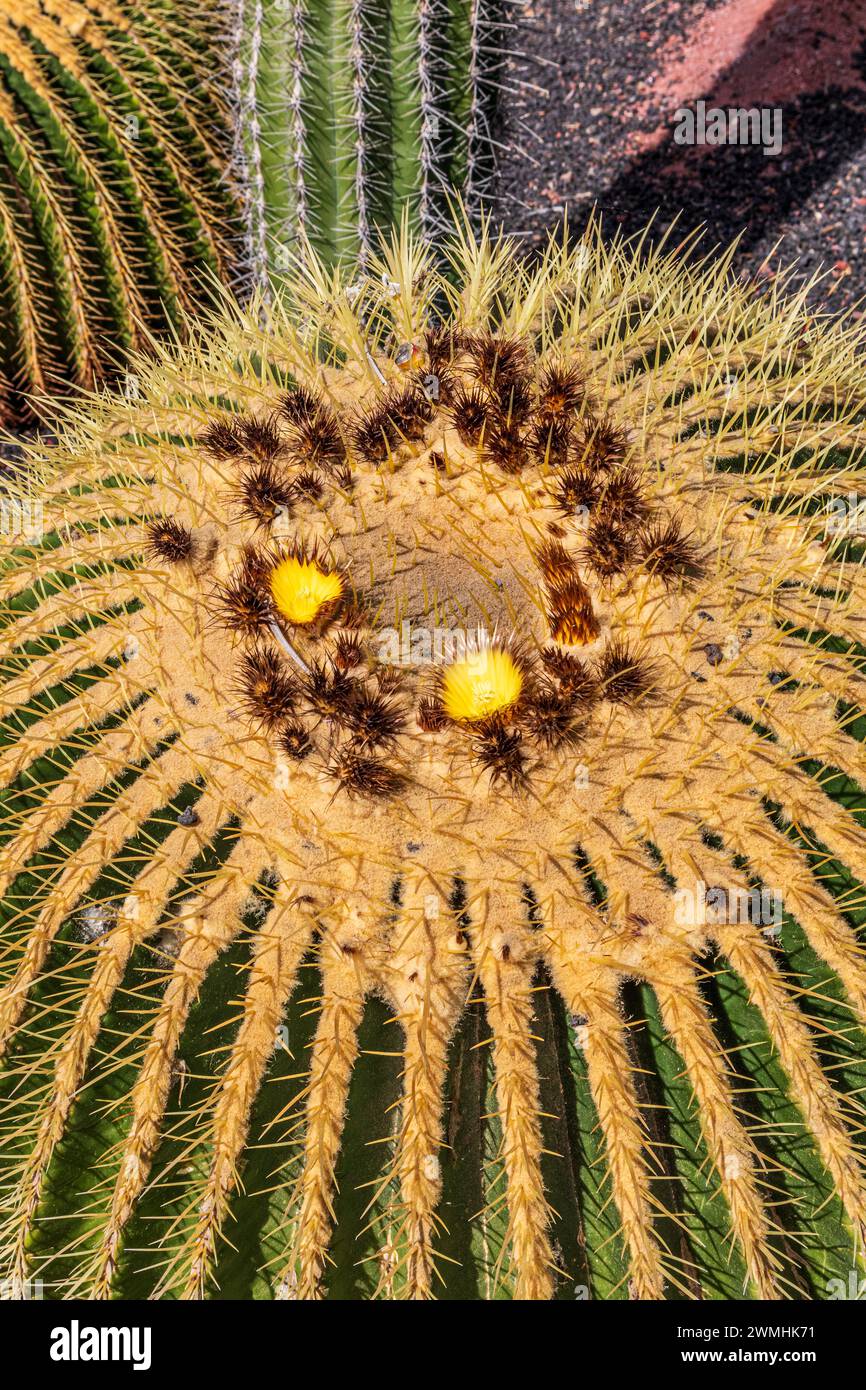 Yellow flowers on a large, very prickly cactus on the Canary Island of ...