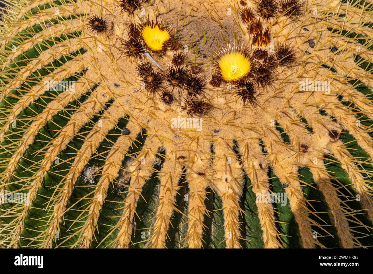 Yellow flowers on a large, very prickly cactus on the Canary Island of ...
