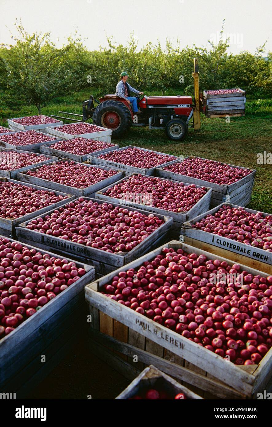 Apple orchards & harvest; Lerew Orchards; Adams County; Pennsylvania ...