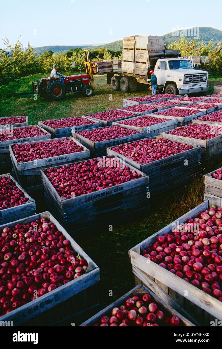Apple picking machine hi-res stock photography and images - Alamy