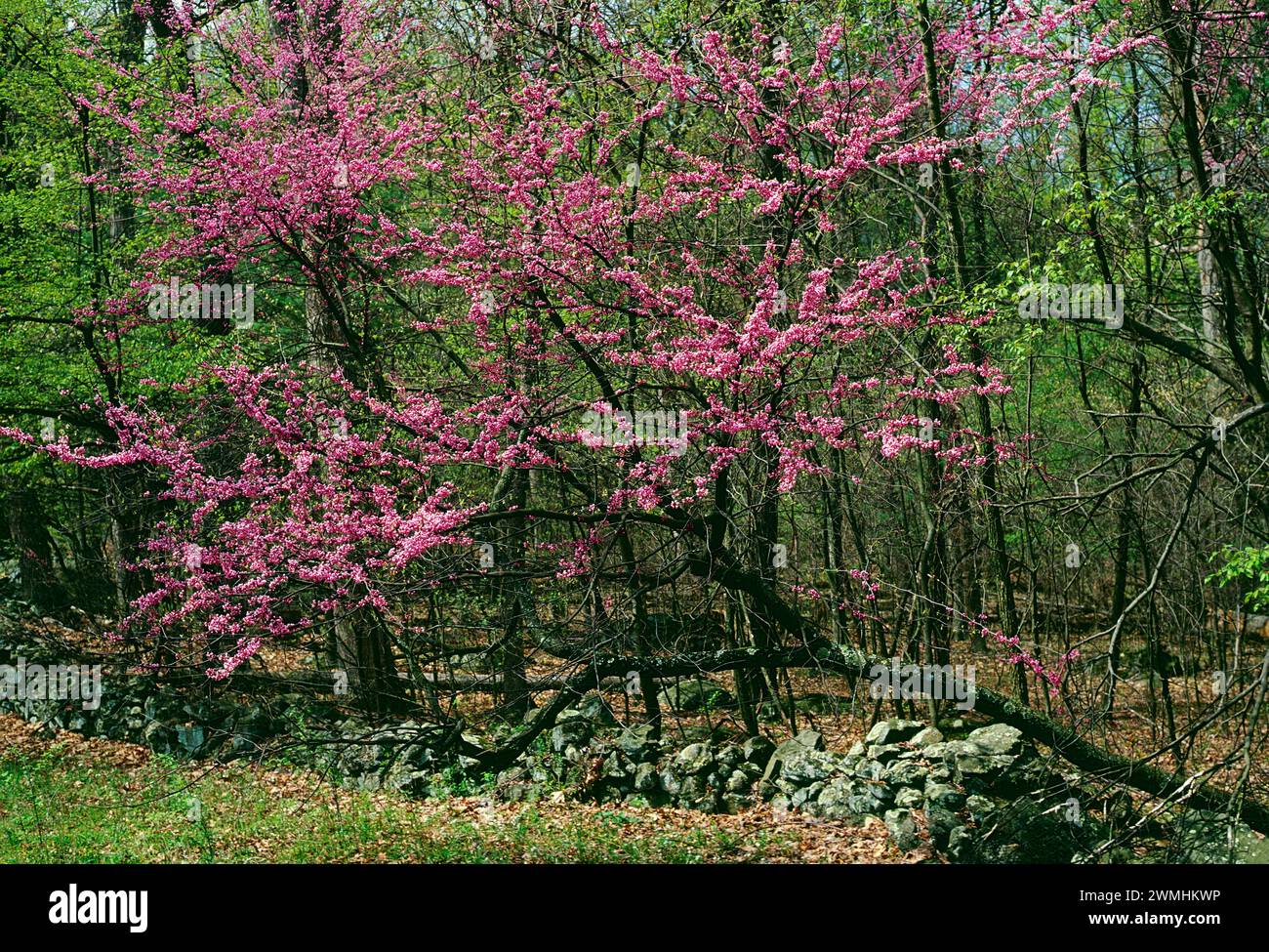 EASTERN REDBUD TREE IN SPRING BLOOM; GETTYSBURG NATIONAL MILITARY PARK ...