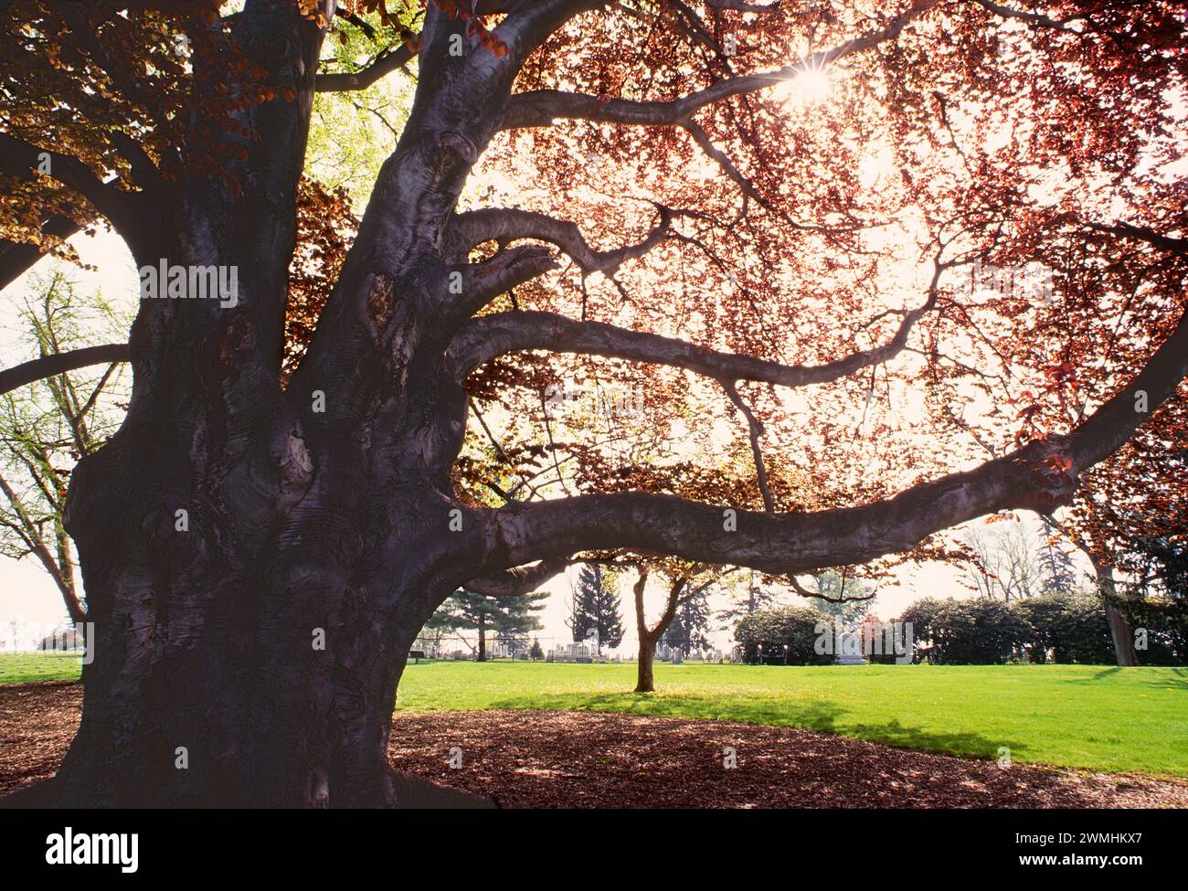 Copper Beech; Purple Beech; Common Beech tree; GETTYSBURG NATIONAL ...