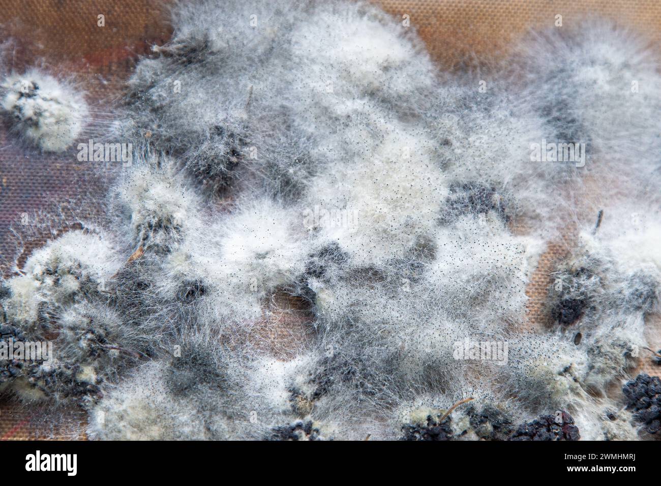 White mold on spoiled food. The mulberries are moldy. Bad food ...