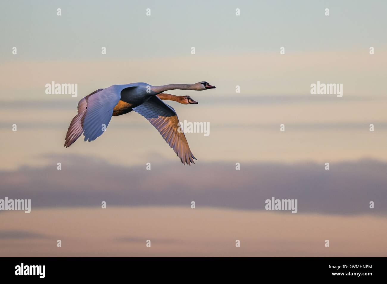 Two swans flying near sunset against clear sky Stock Photo - Alamy