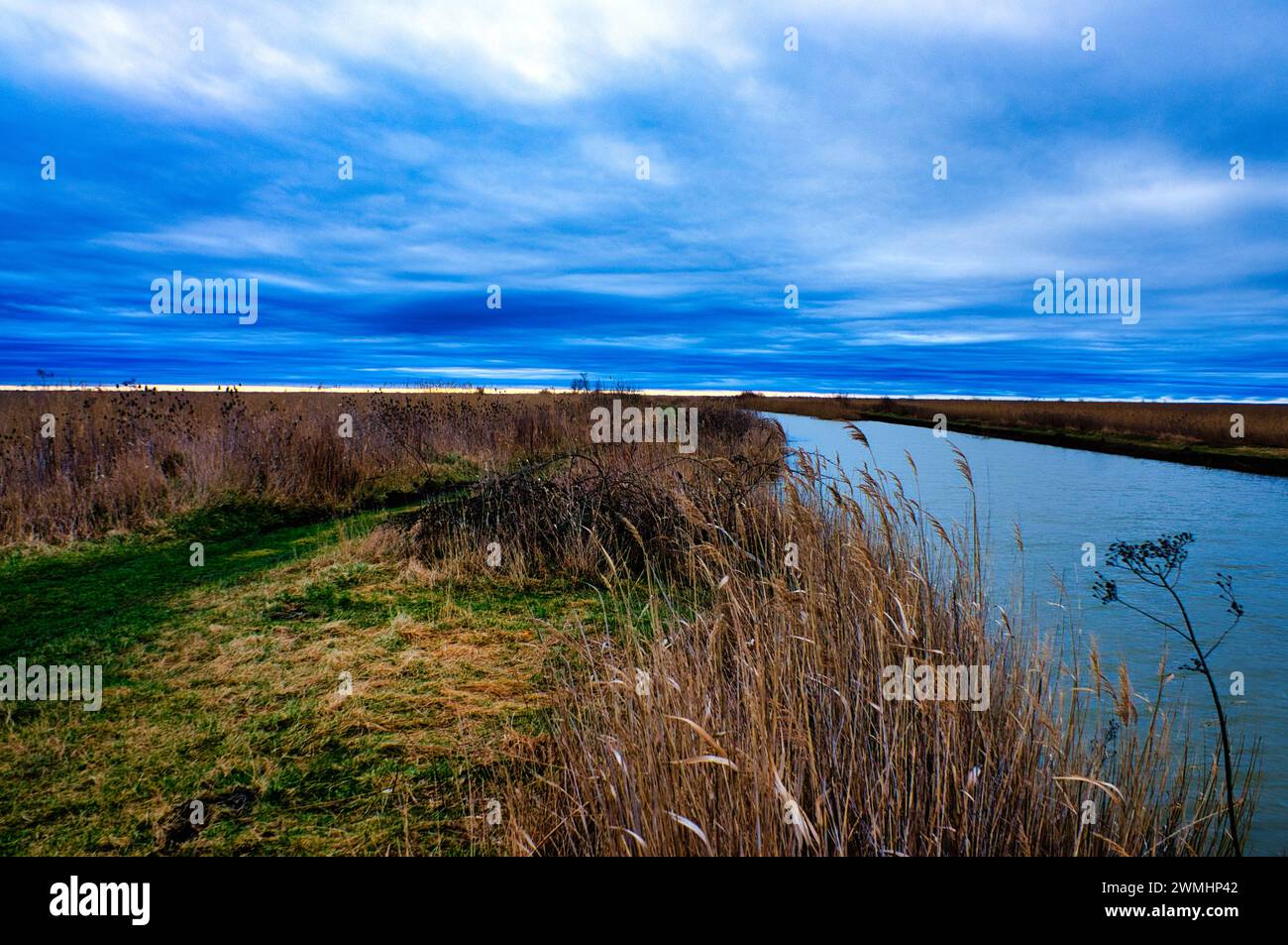 In the nature reserve, reed belt at Lake Neusiedl in Austria Stock ...