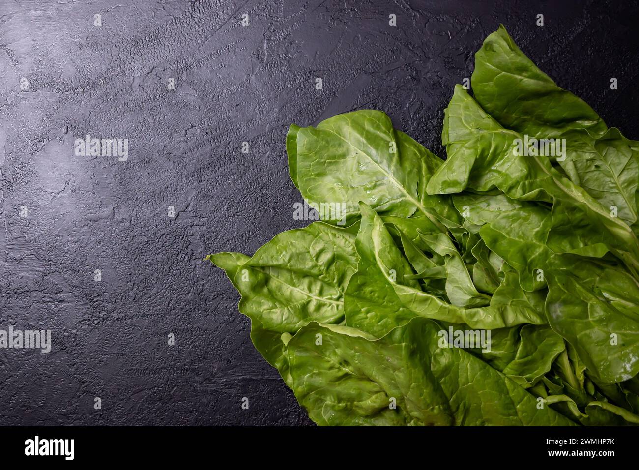 Black seed summer lettuce hi-res stock photography and images - Alamy
