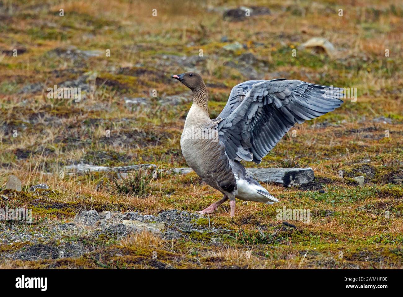 Pink-footed goose (Anser brachyrhynchus) flapping wings on the tundra ...