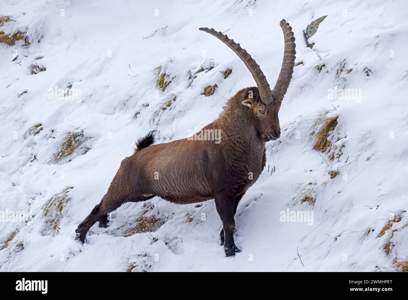Alpine ibex (Capra ibex) male with large horns stretching hind limbs on ...