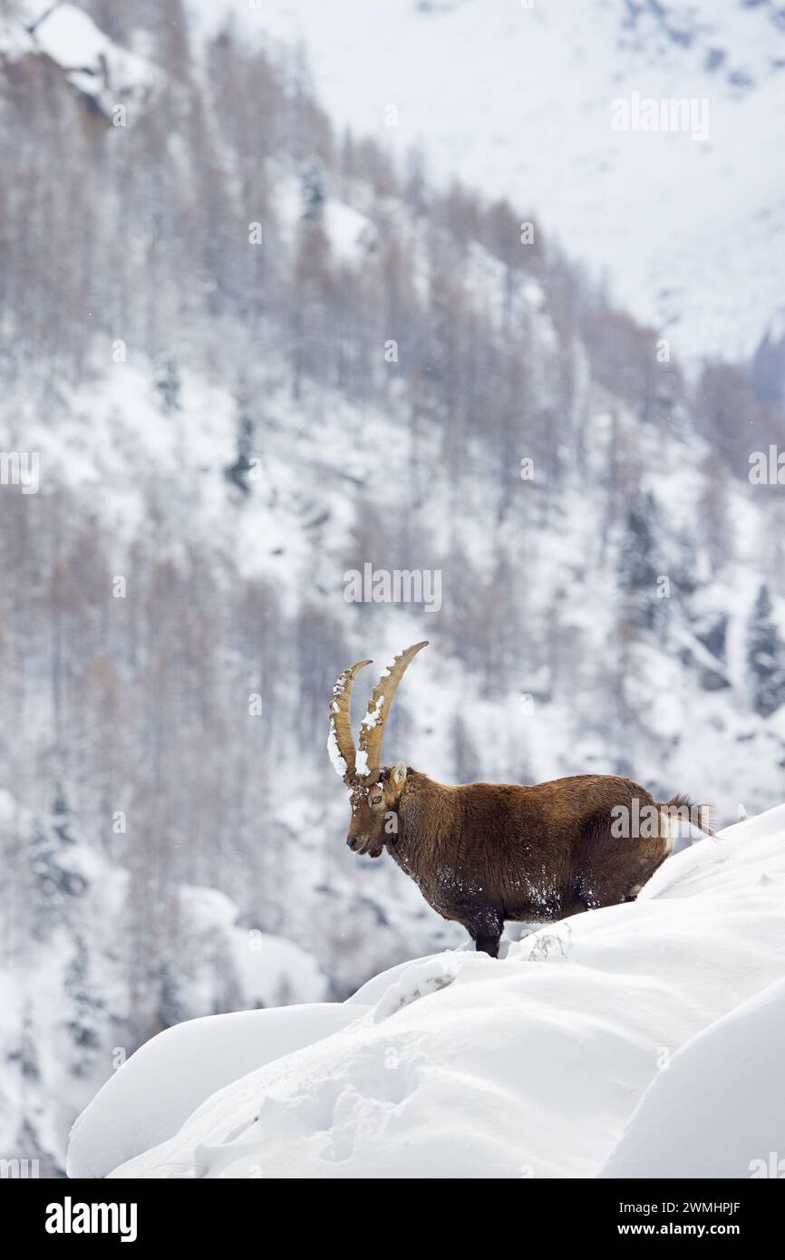 Alpine ibex (Capra ibex) male with big horns on mountain slope in deep ...