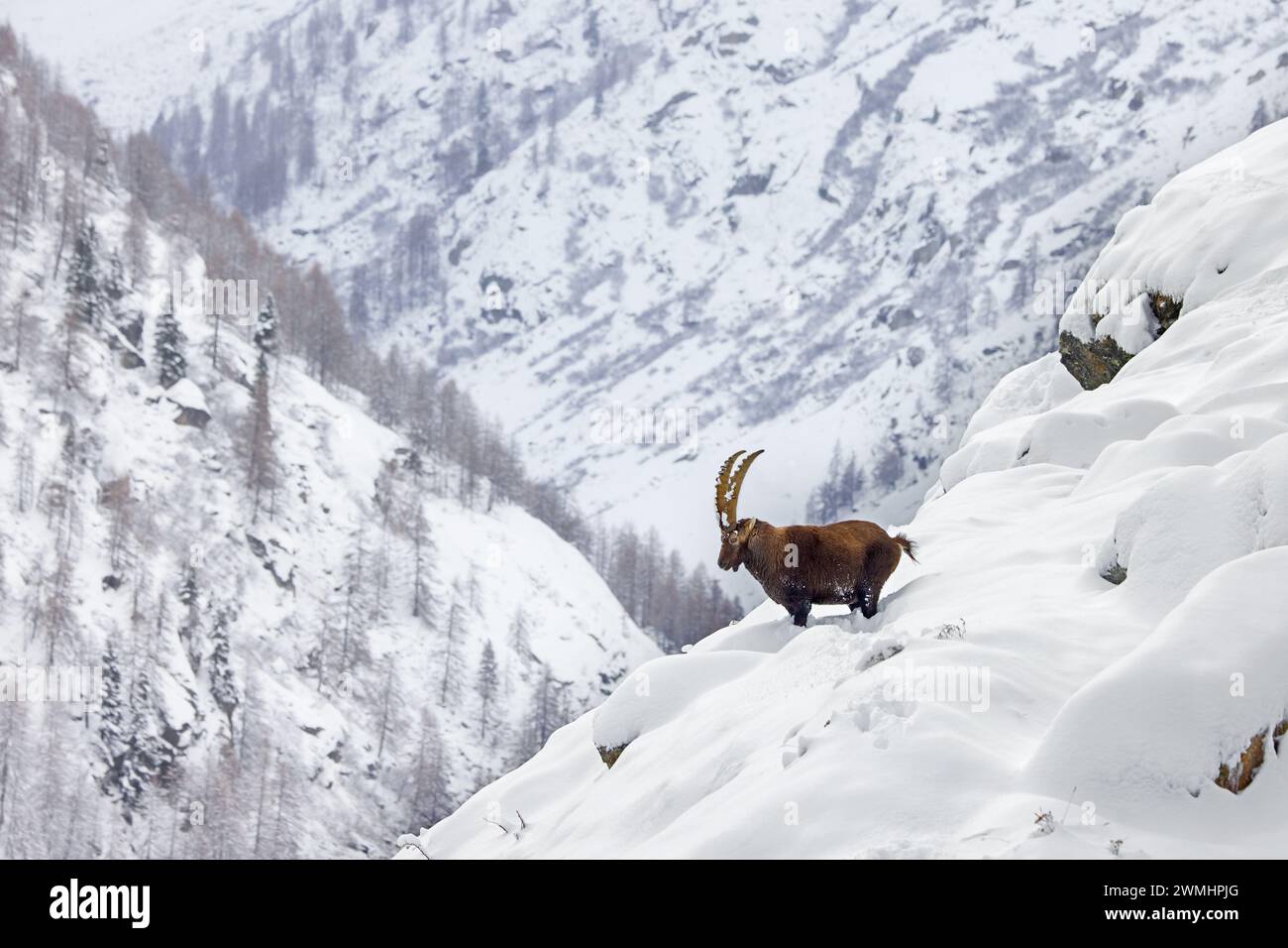 Alpine ibex (Capra ibex) male with big horns on mountain slope in deep ...