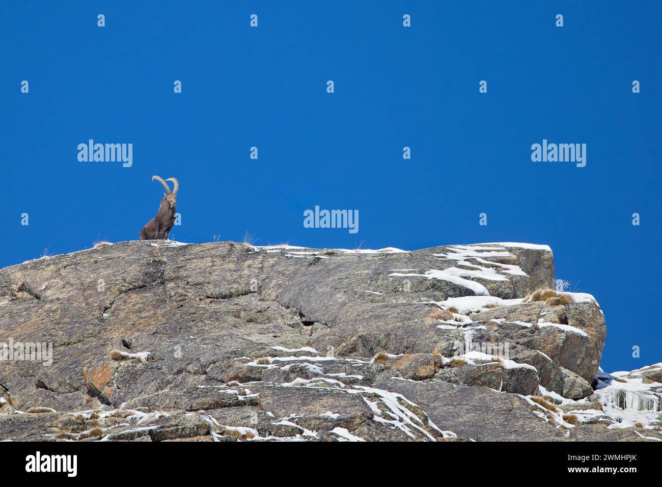 Blue horns hi-res stock photography and images - Alamy