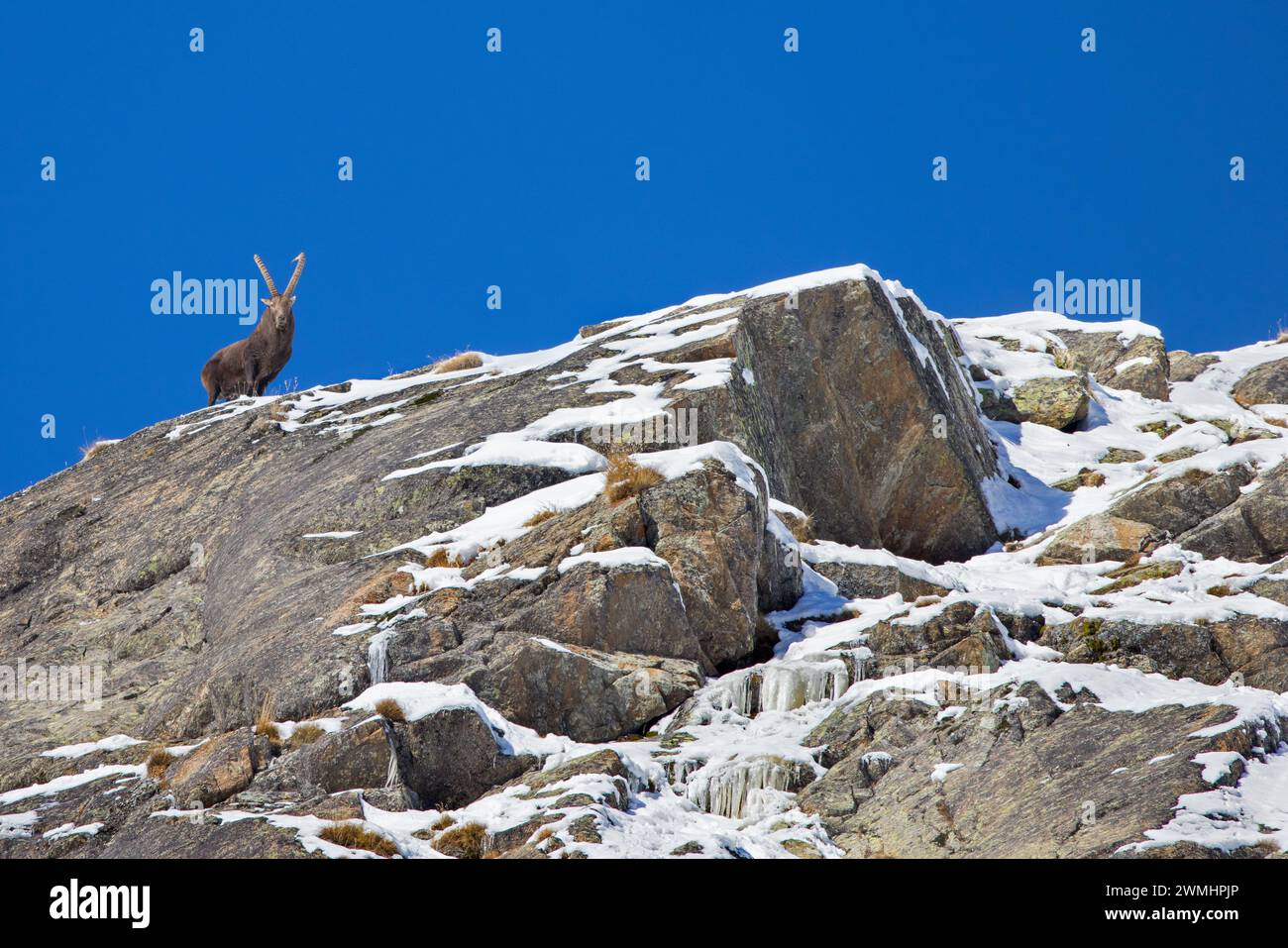 Alpine ibex (Capra ibex) male with large horns on rocky mountain ridge ...