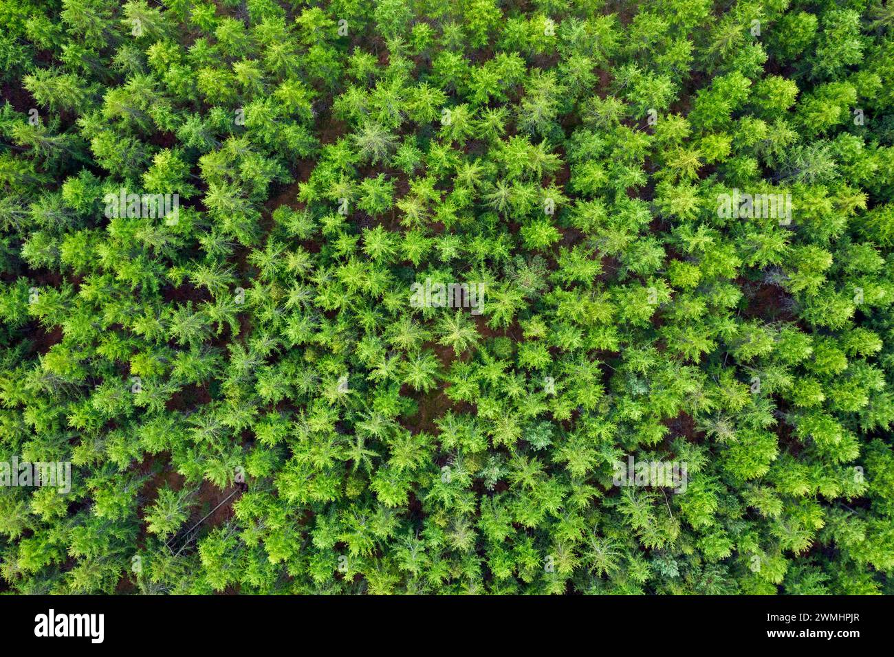 Aerial view over treetops of pine trees in coniferous forest in summer ...