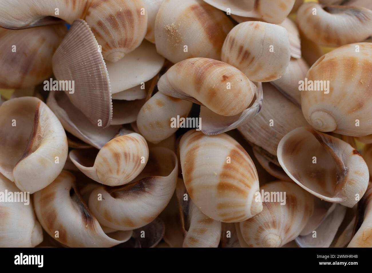 Abundance of seashells hi-res stock photography and images - Alamy