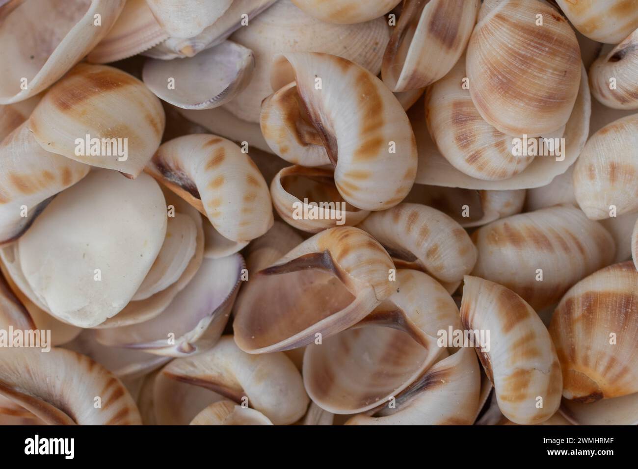 Full frame image seashells hi-res stock photography and images - Alamy