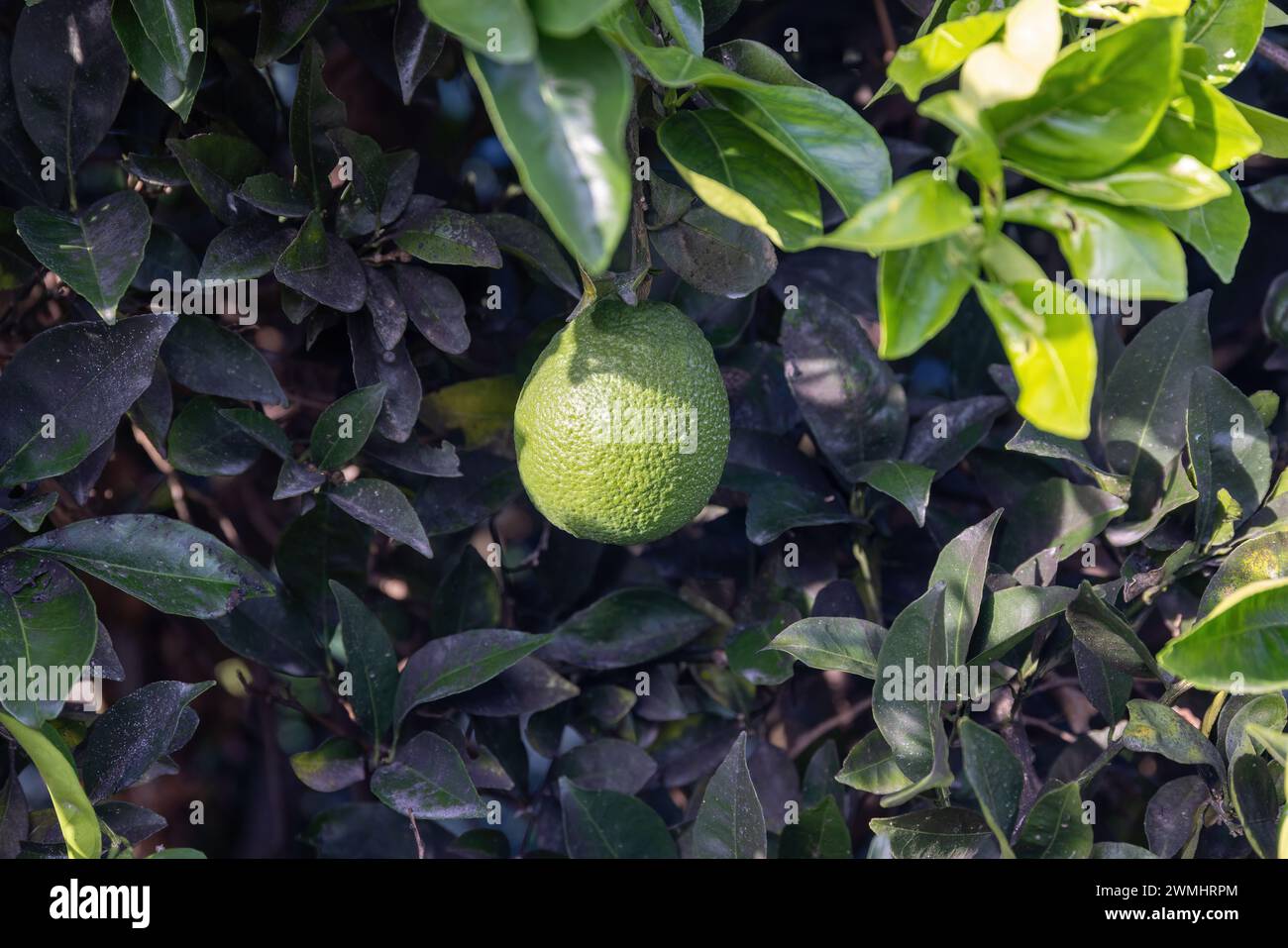 Island of Crete with plantation of citrus trees and fruits in the ...