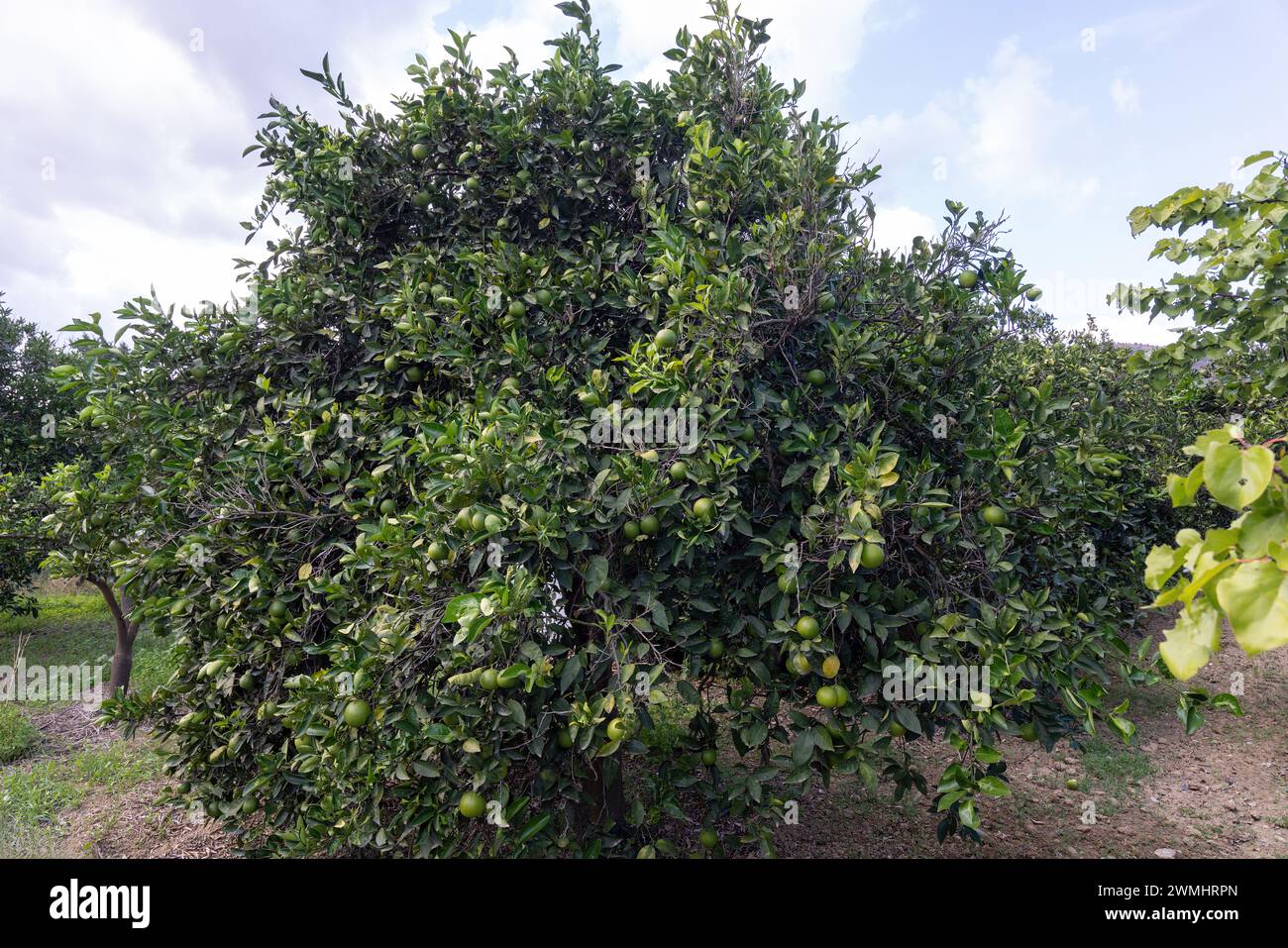 Island of Crete with plantation of citrus trees and fruits in the ...
