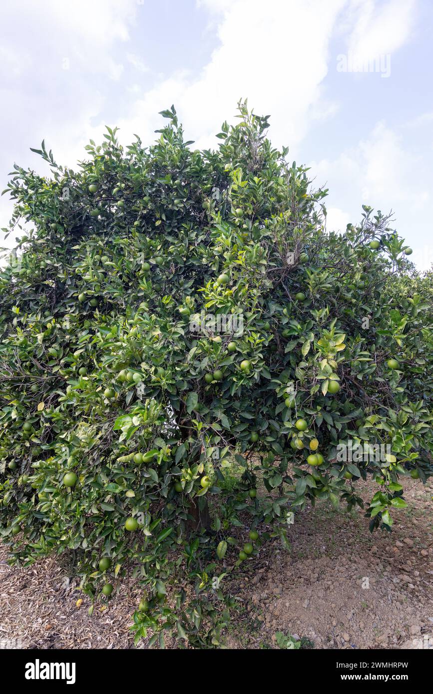 Island of Crete with plantation of citrus trees and fruits in the ...