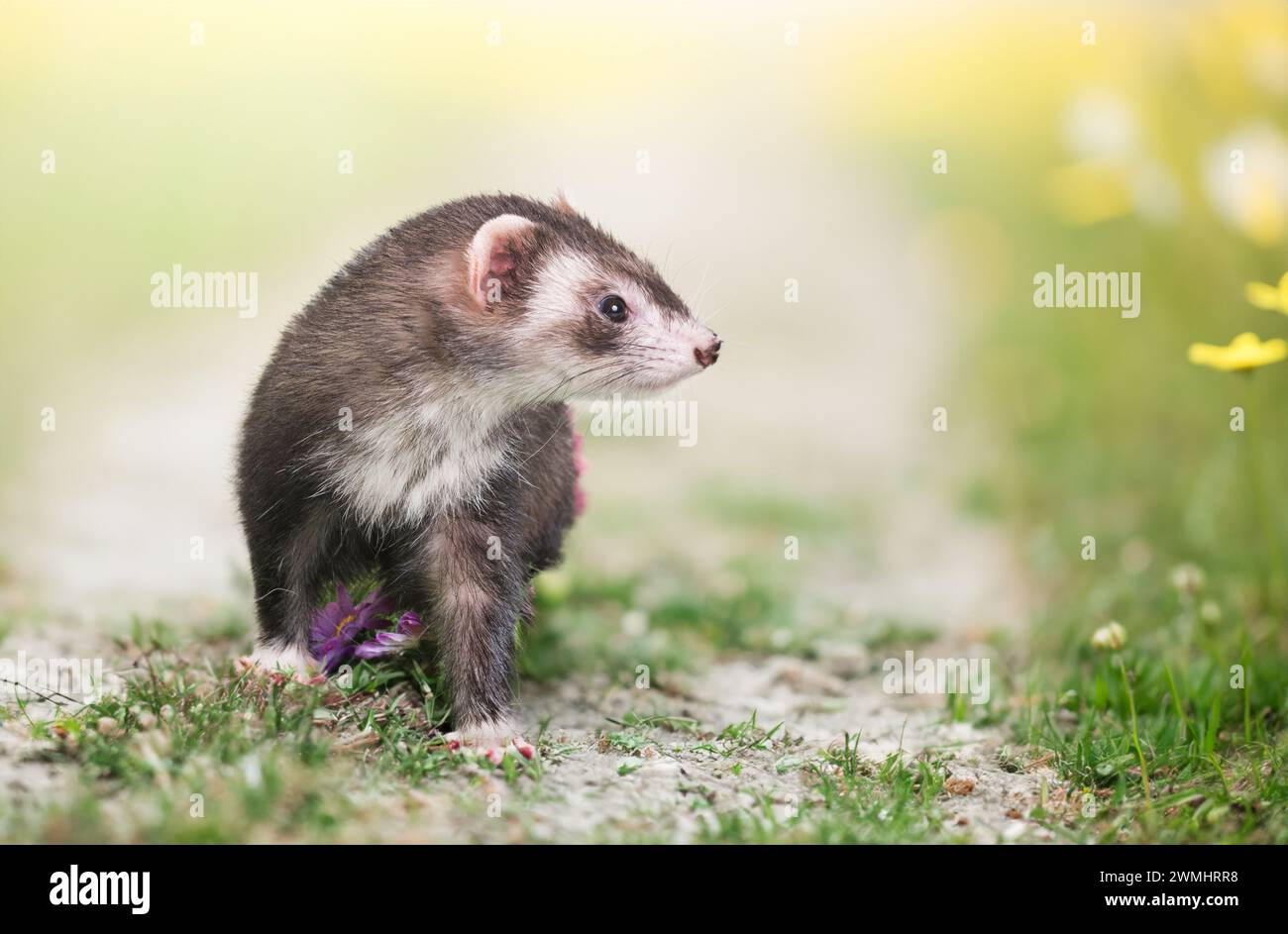 Poferret hi-res stock photography and images - Alamy