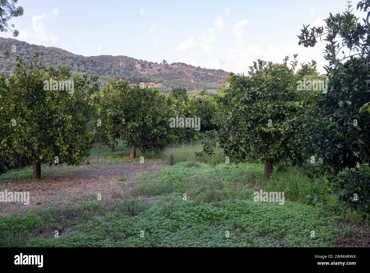 Island of Crete with plantation of citrus trees and fruits in the ...