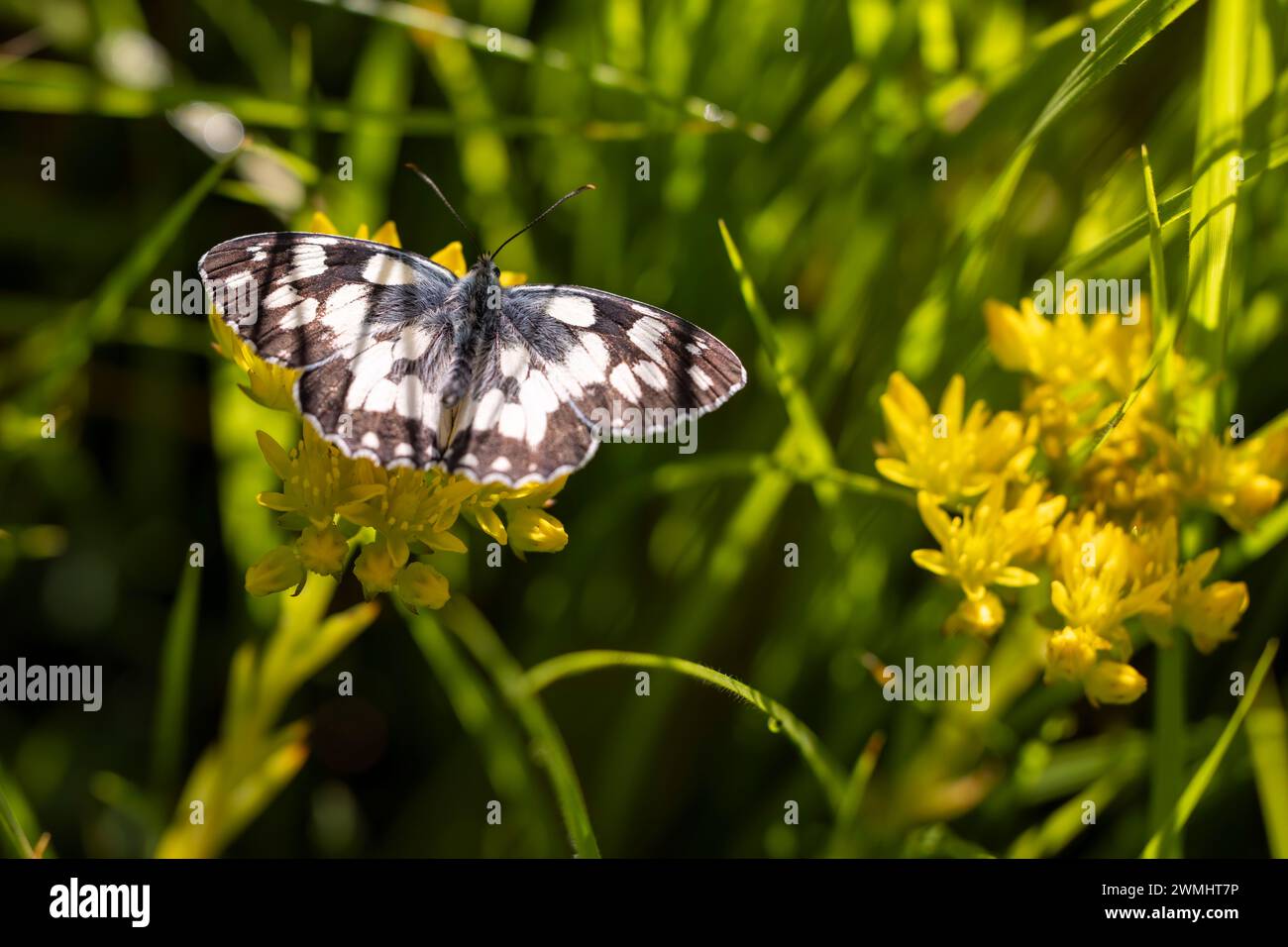 Marble white butterfly hi-res stock photography and images - Alamy